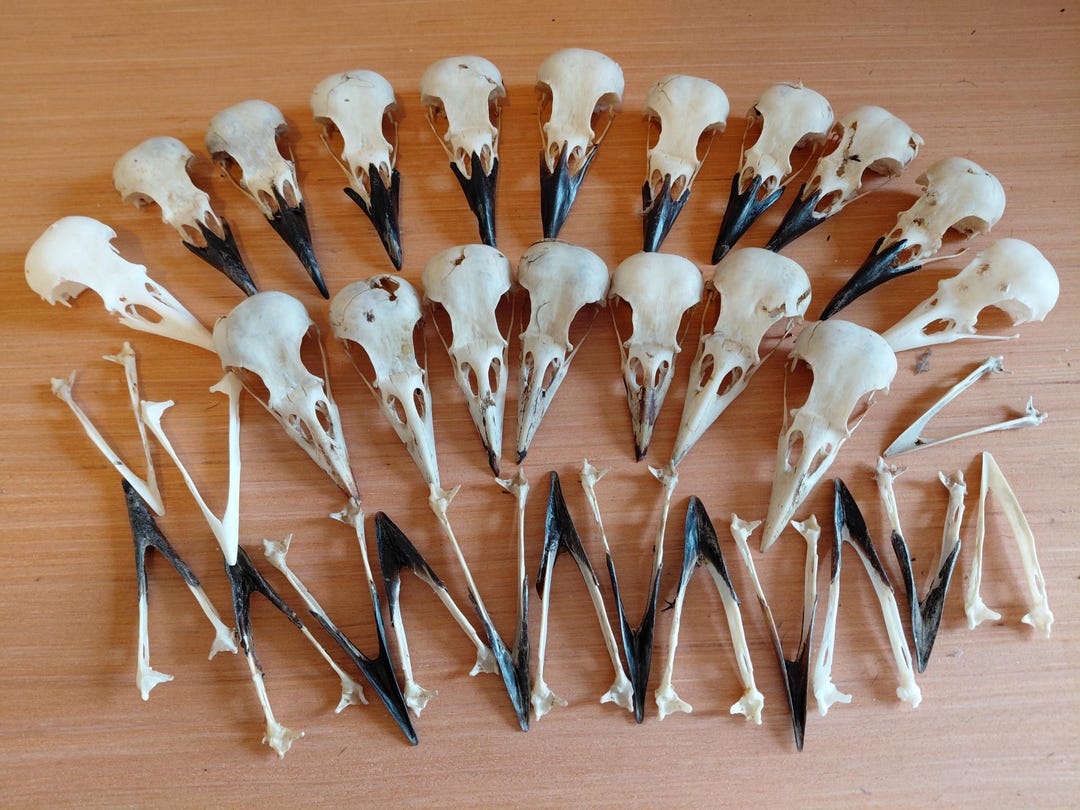 18 Real Crow Skulls Jaws Taxidermy Corvid Raven Gothic Animal Bone - Etsy