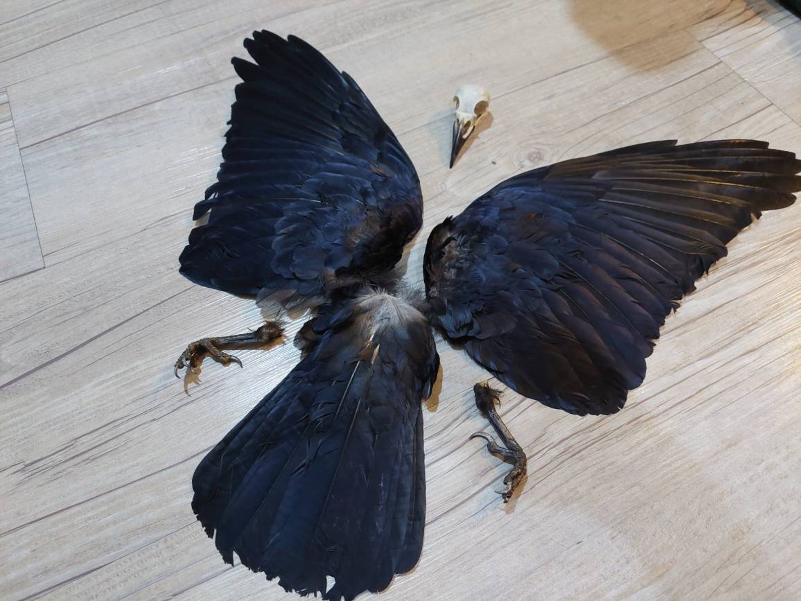 Real Crow Skull Wings Tail Feet Real Natural Carrion Rook Feathers ...