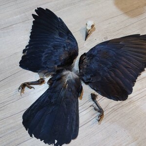 Real Crow Skull Wings Tail Feet Real Natural Carrion Rook Feathers ...