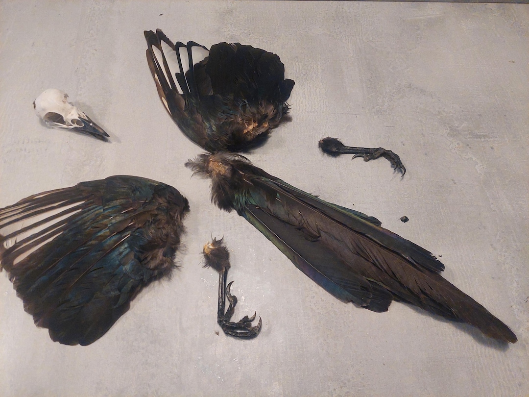 Magpie Crow Skull Wings Tail Feet Real Natural Carrion Rook Feathers ...