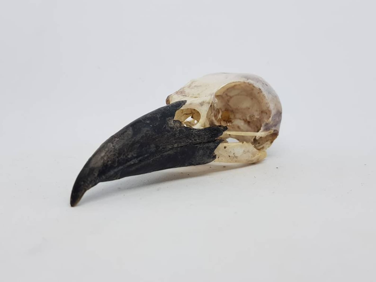 Crow Skull Real Natural Corvus Carone Raven Corvid Taxidermy - Etsy