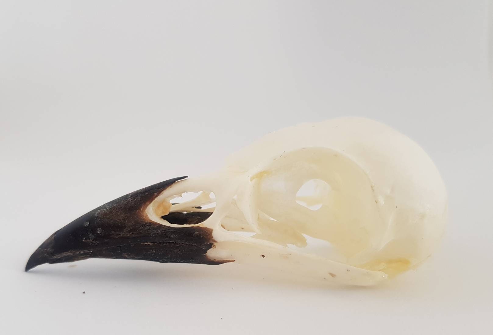 2 Real Magpie Crow Skull Corvid Taxidermy Bird Macabre Gothic | Etsy