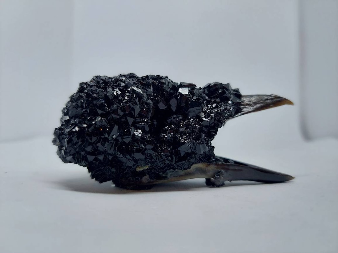 Real Magpie Crow Skull Crystal Crystallized Raven Black Corvid ...