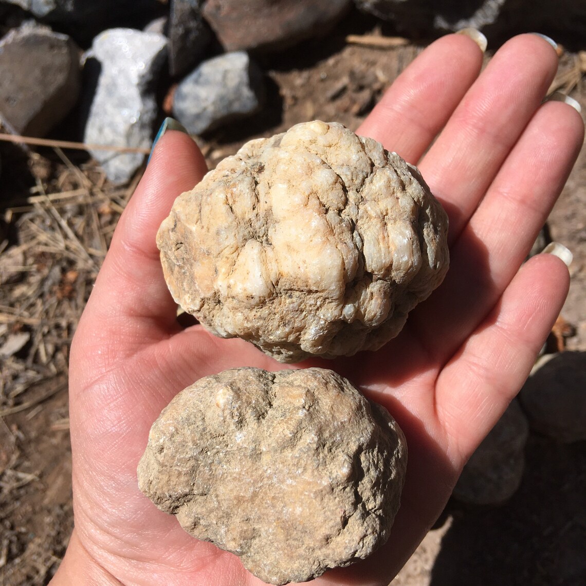 Small Kentucky geode solid whole geode unopened geodes | Etsy
