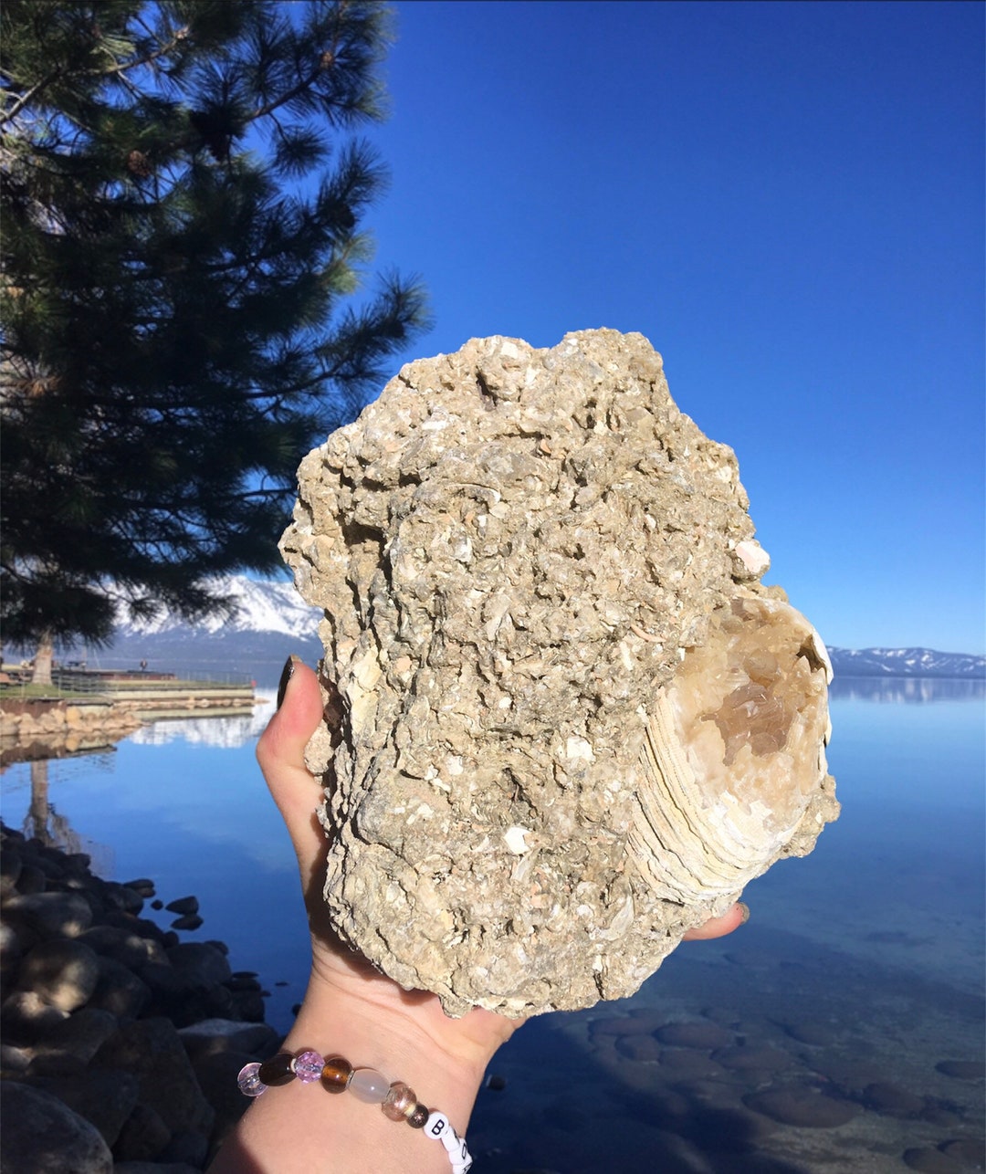 Huge Sea Shell Fossil With Golden Calcite, Golden Calcite Crystals ...