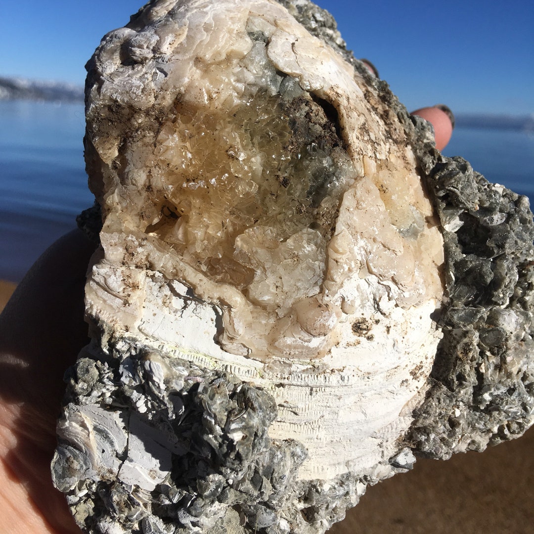 Large Clam Shell Fossil, Rucks Pit Florida, Golden Calcite Crystals - Etsy