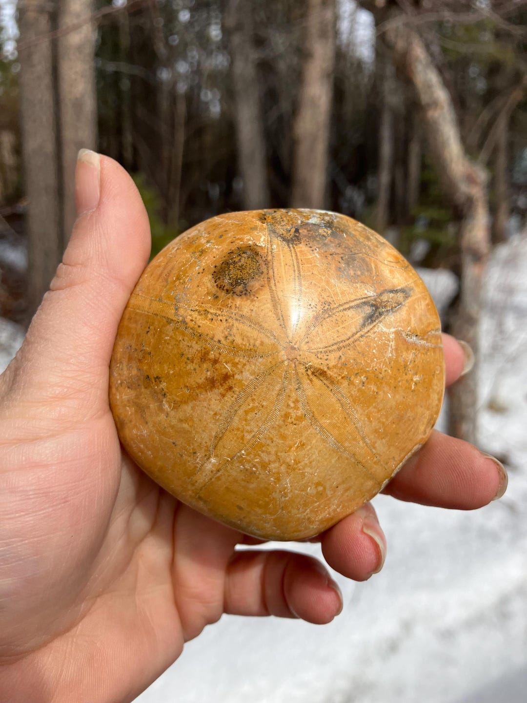 Madagascar Sea Biscuit, Sand Dollar Fossil, Rocks and Fossils ...