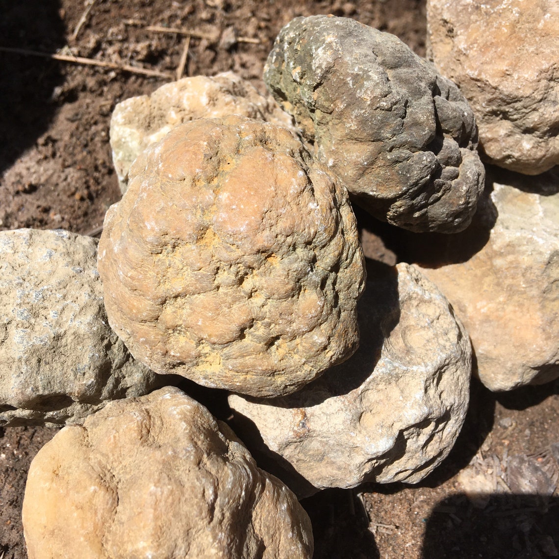 Medium Kentucky Geode Solid Whole Geode Unopened Geodes - Etsy