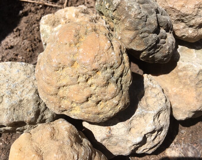 Medium Kentucky Geode, Solid Whole Geode, Unopened Geodes, Break Your ...