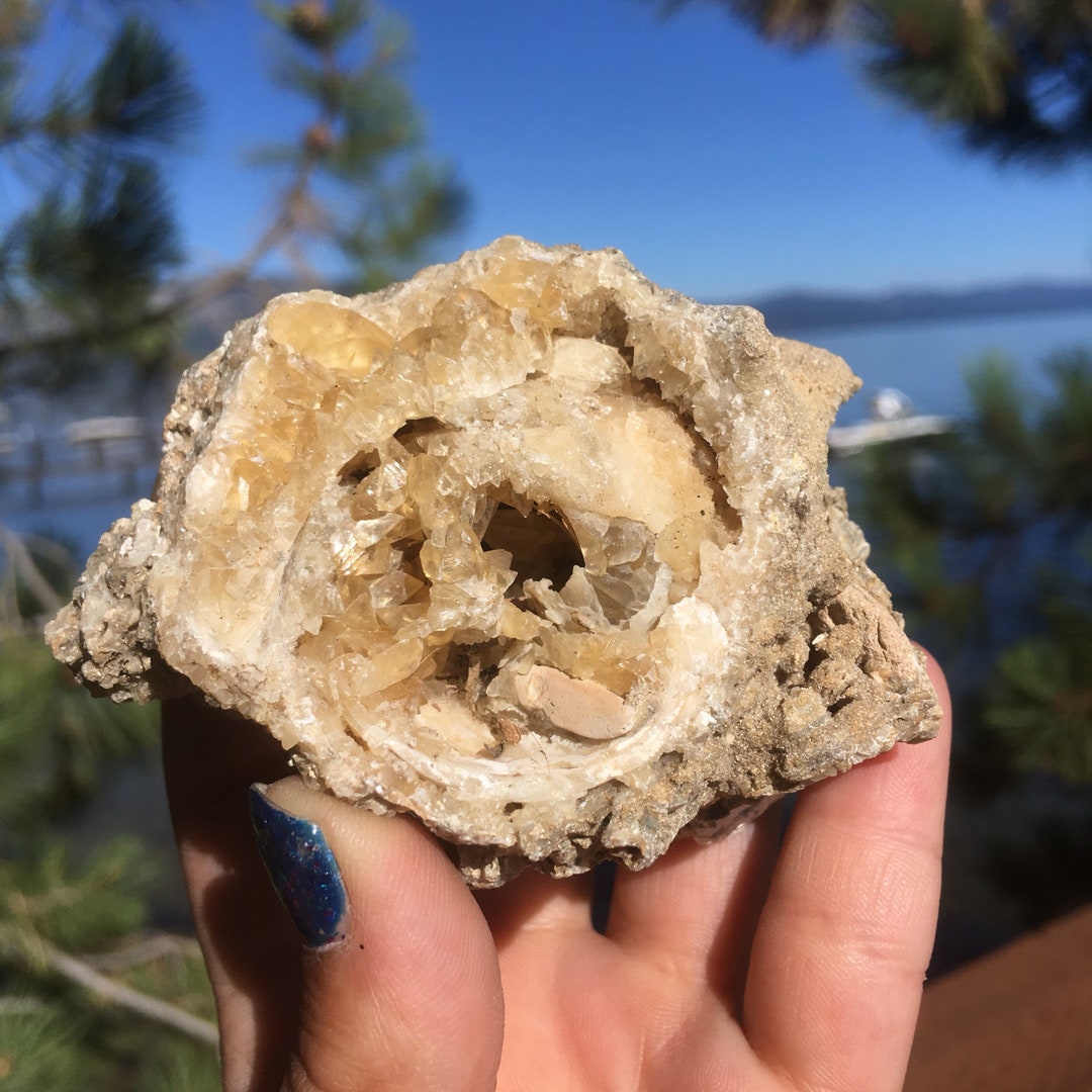 Sea Shell Fossil With Honey Calcite, Golden Calcite Crystals, Rock ...