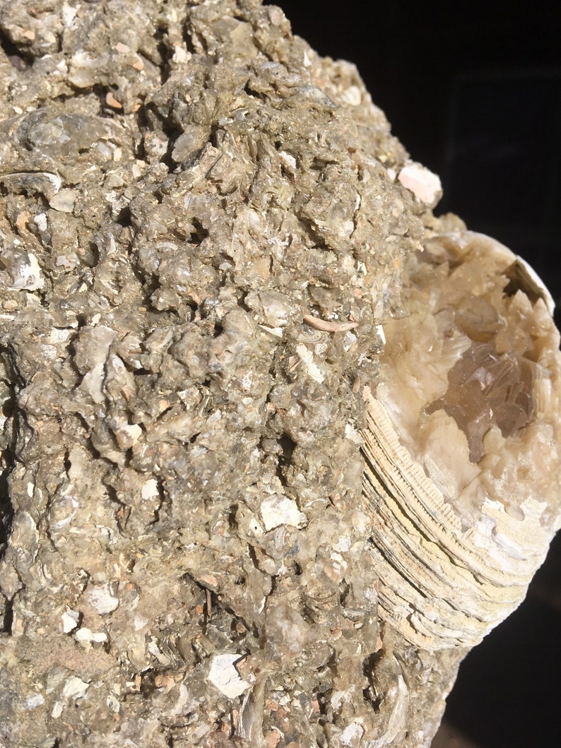 Huge Sea Shell Fossil With Golden Calcite Golden Calcite - Etsy