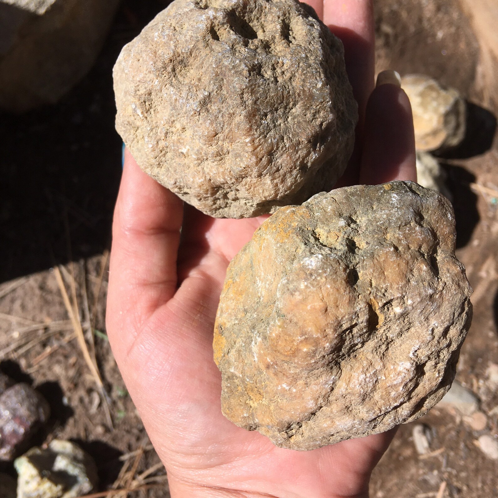 Medium Kentucky Geode Solid Whole Geode Unopened Geodes - Etsy