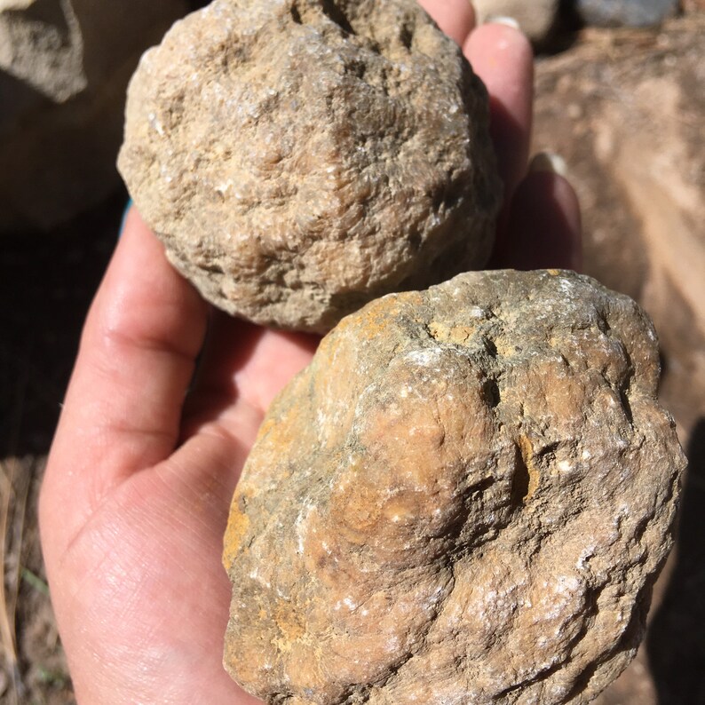 Medium Kentucky Geode Solid Whole Geode Unopened Geodes - Etsy