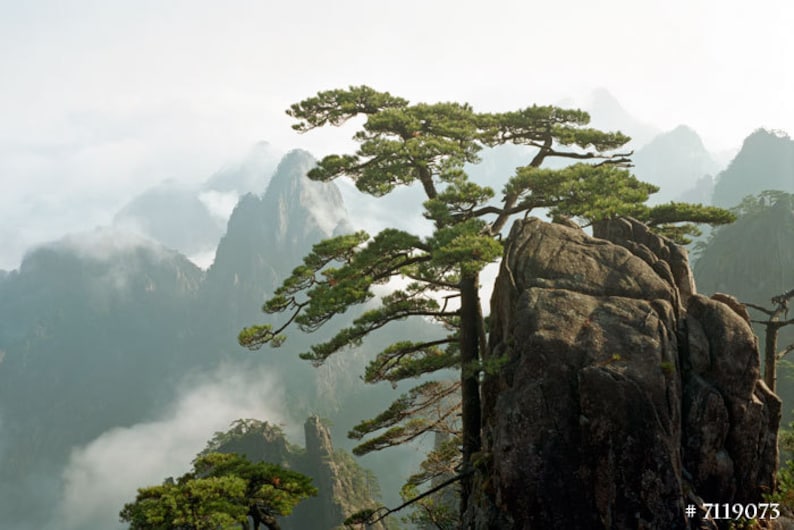 Nature Landscape Photography - Huangshan Pine Tree, China. Home and ...