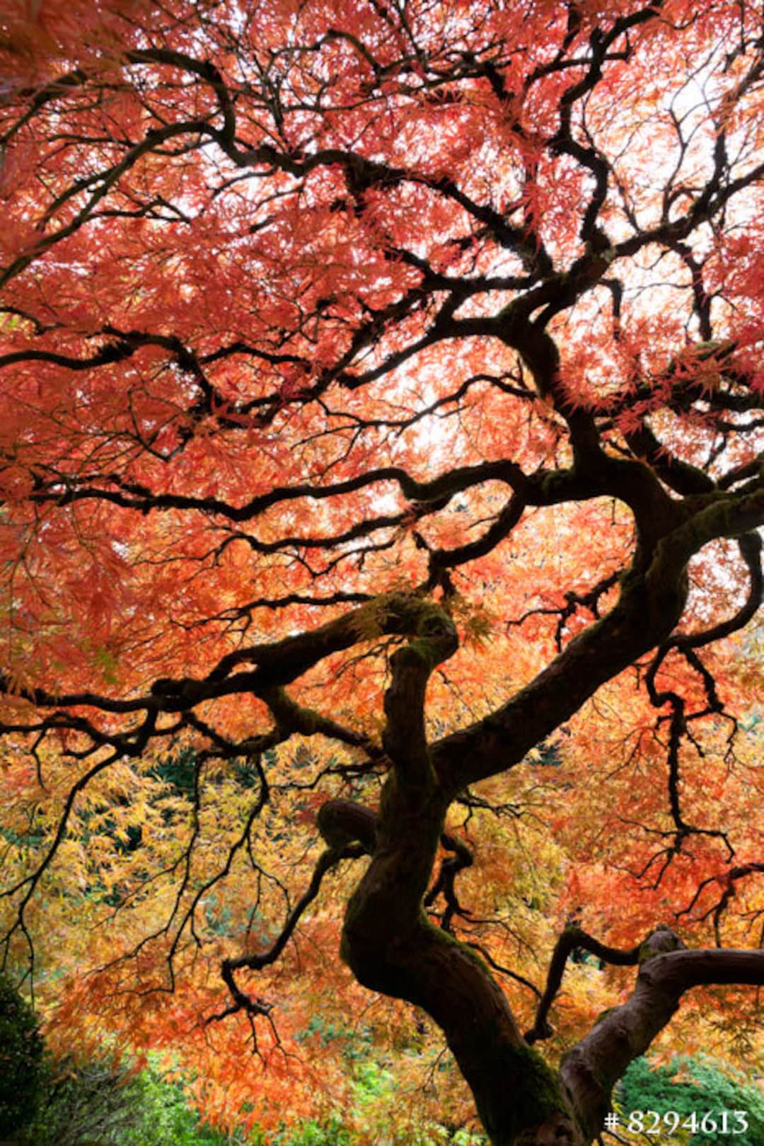 Japanese Maple in Autumn, Nature Photography, Home Decor Photo - Etsy