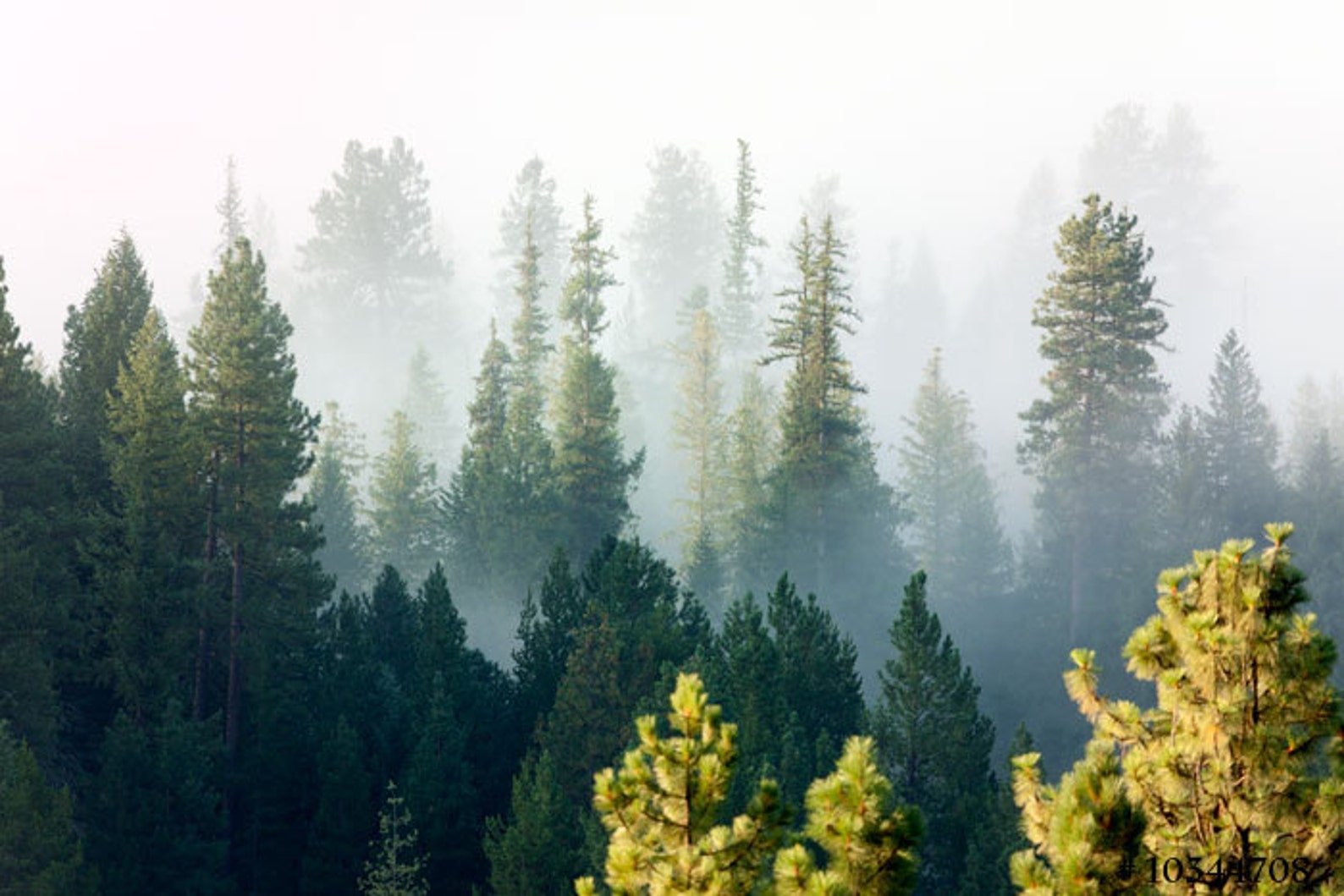Forest Mist, Nature Landscape Fine Art Photography, Great for Your Home ...