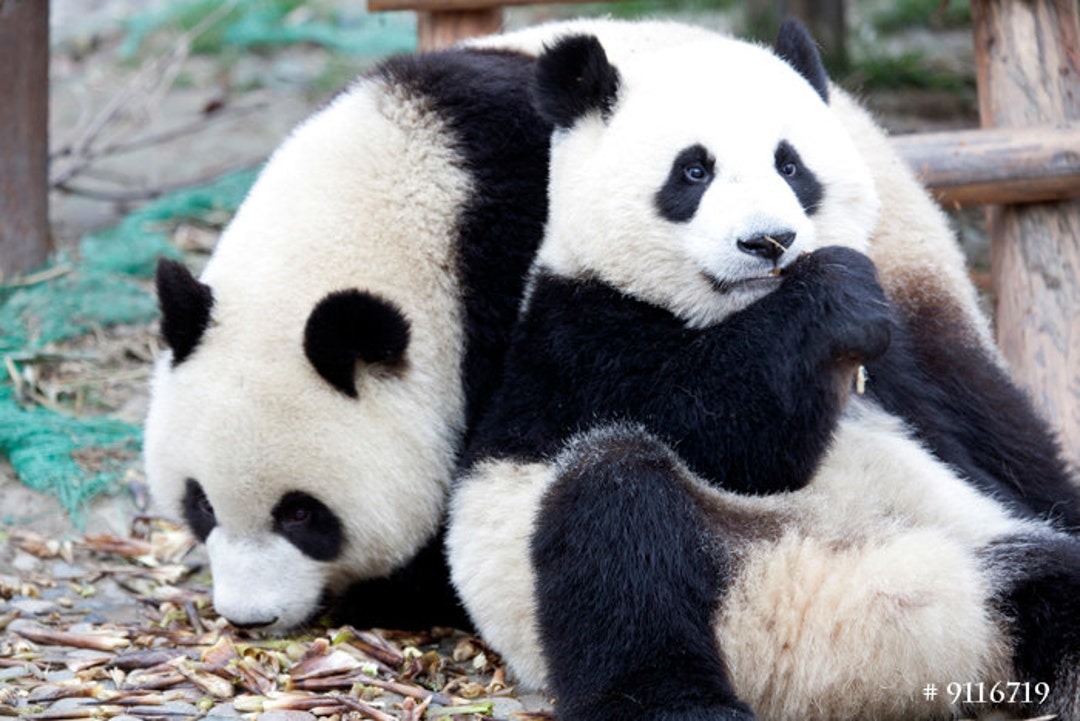 Photograph of Lovely Panda - Etsy