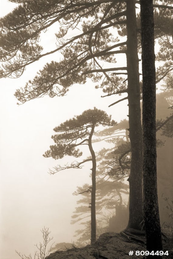 Sepia Tone Photography Forest