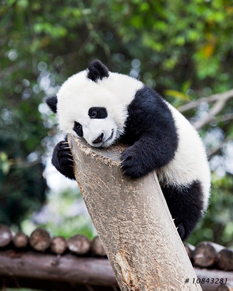 Lovely Young Panda - Kids Room Decor, Pet and Amimal Photography - Etsy