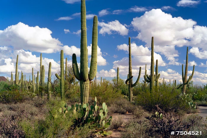 Desert Landscape Photography, Saguaro National Park. Summer Clouds ...