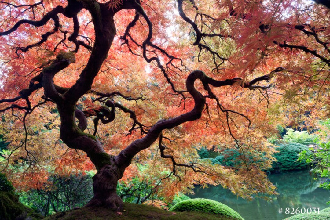 Japanese Maple Tree, Autumn Leaves, Japanese Garden, Fall Color, Nature ...