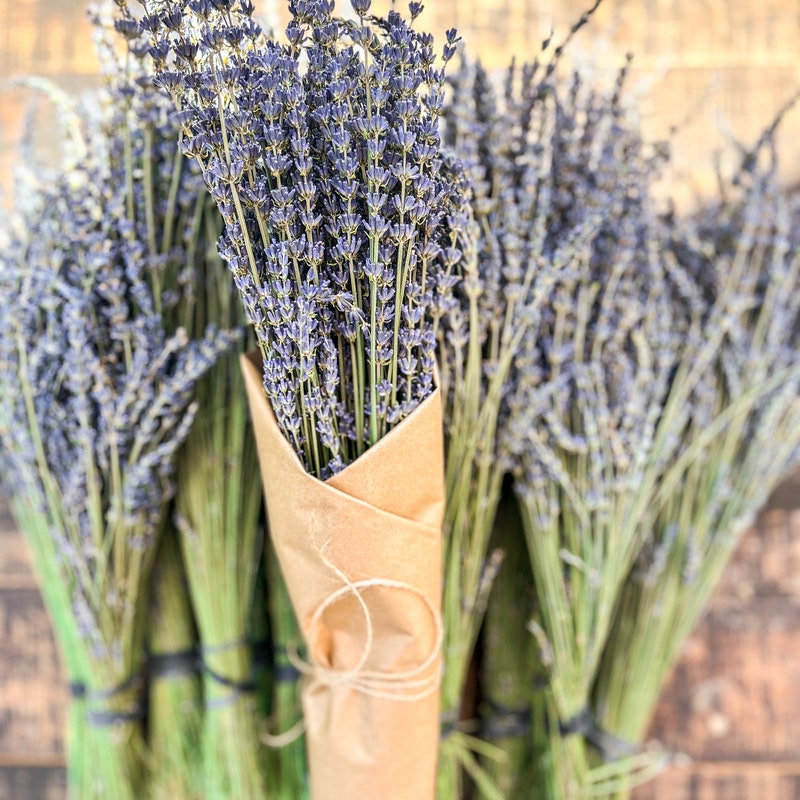 Lavender Bunch - Etsy