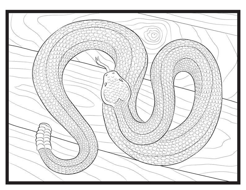 Snake, Single Coloring Page (Instant Download) - Etsy