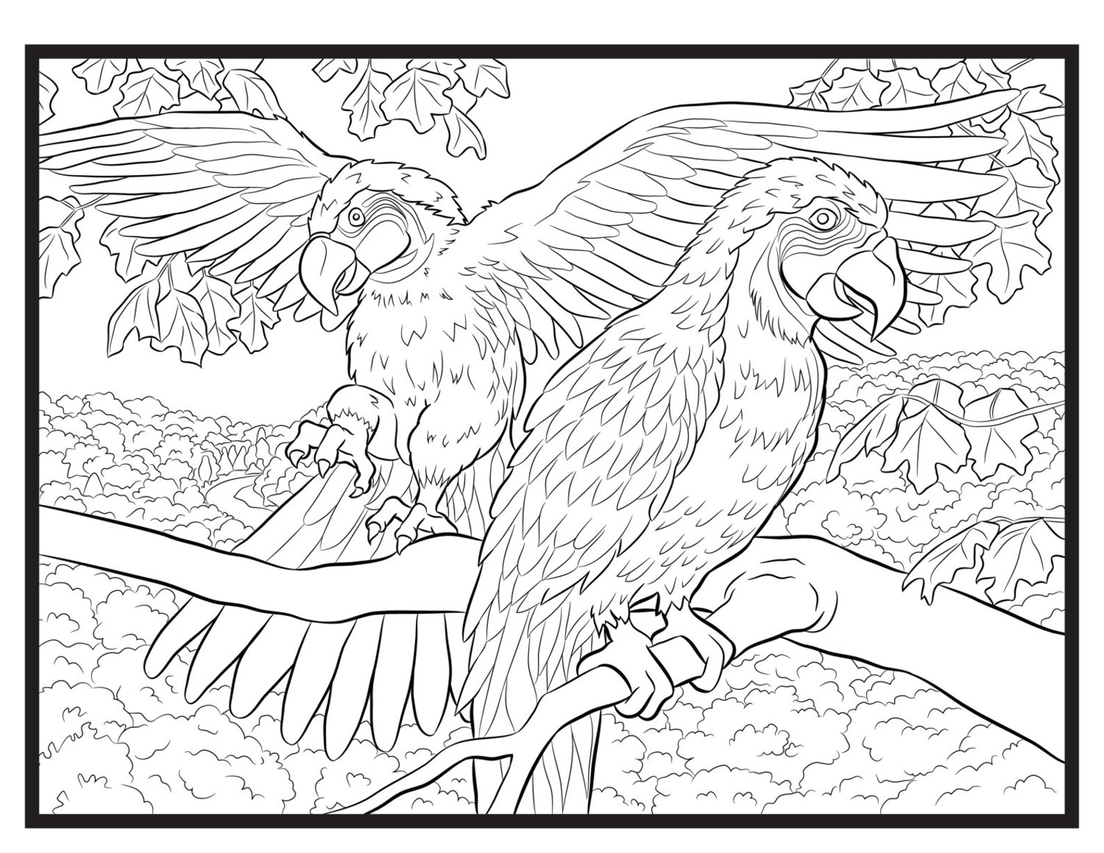 Parrots, Single Coloring Page - Etsy