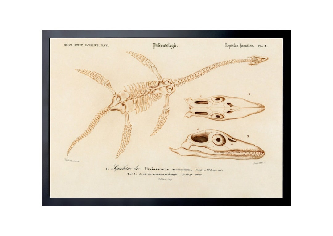 Plesiosaurus Vintage Scientific Lithograph Illustration Print - Etsy