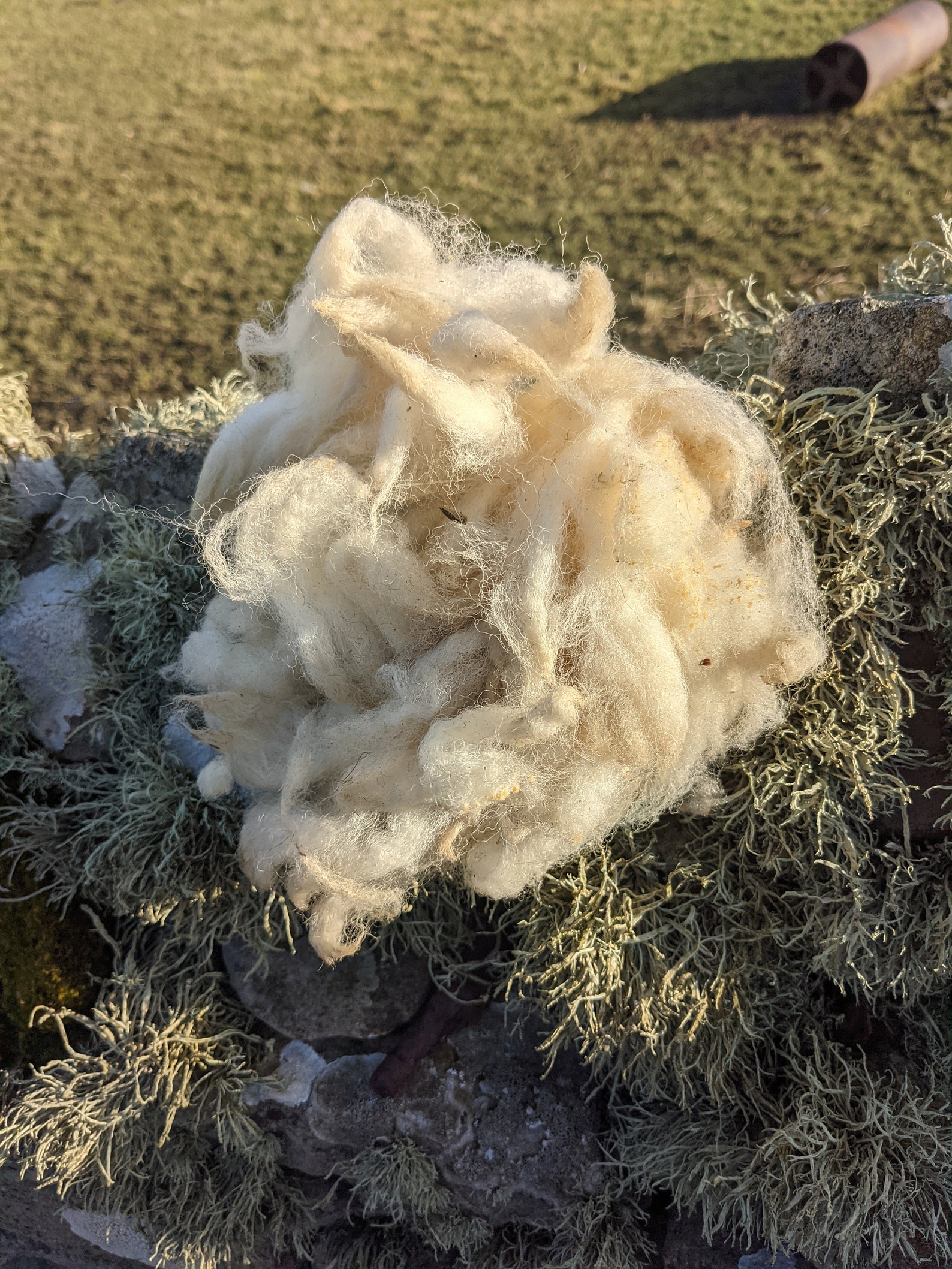 Premium Natural Sheep Wool Nesting Material | 20g Garden Bird Supplies ...