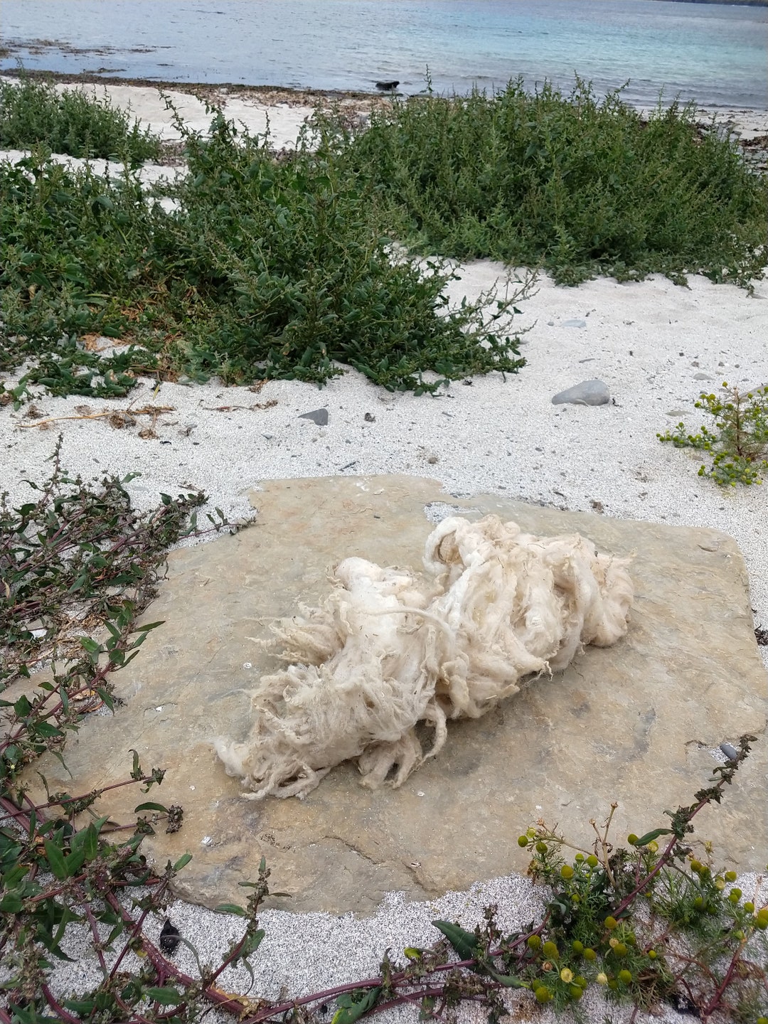 Shetland Wool Fleece Sample Pack: Scottish Island Farm, Fine Fleece - Etsy