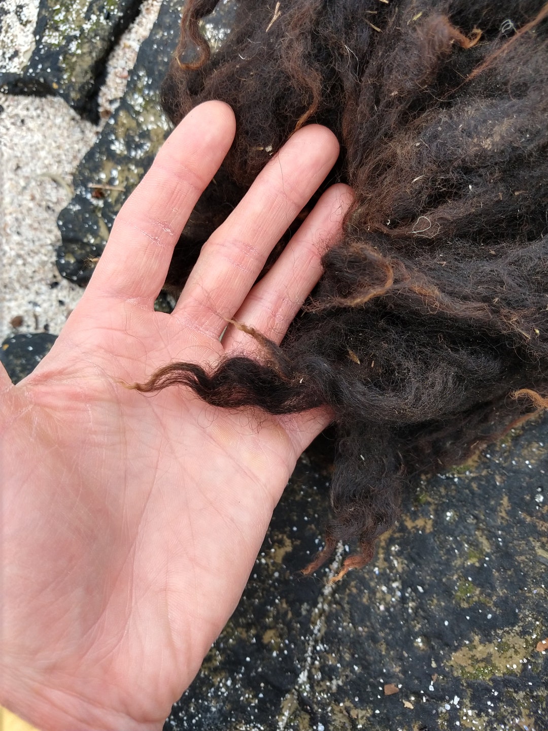 Spinning Fleece Duo British Conservation Flock Shetland Fleece White ...