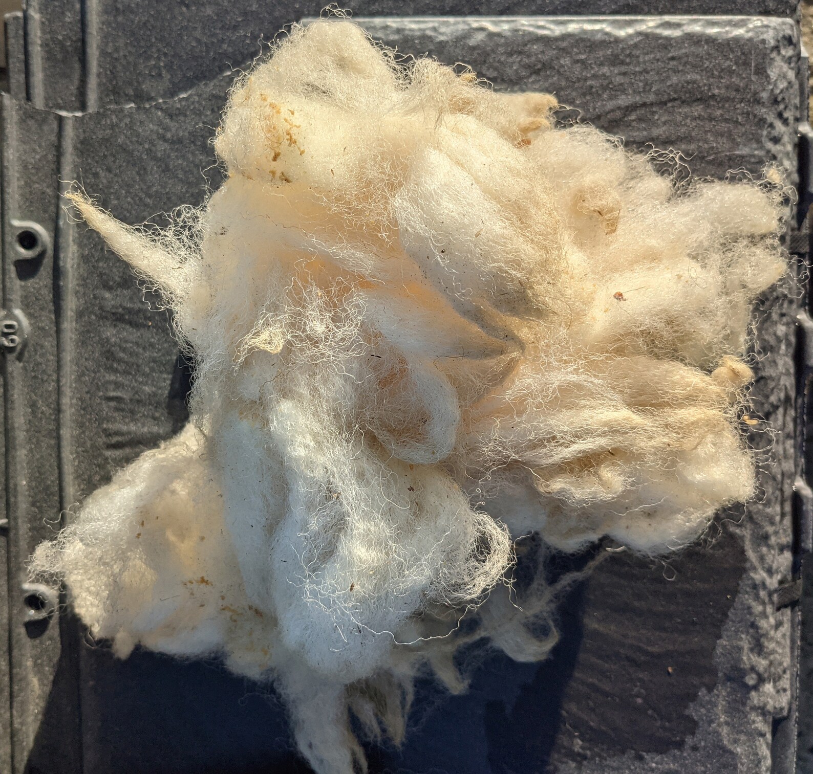 Premium Natural Sheep Wool Nesting Material | 20g Garden Bird Supplies ...