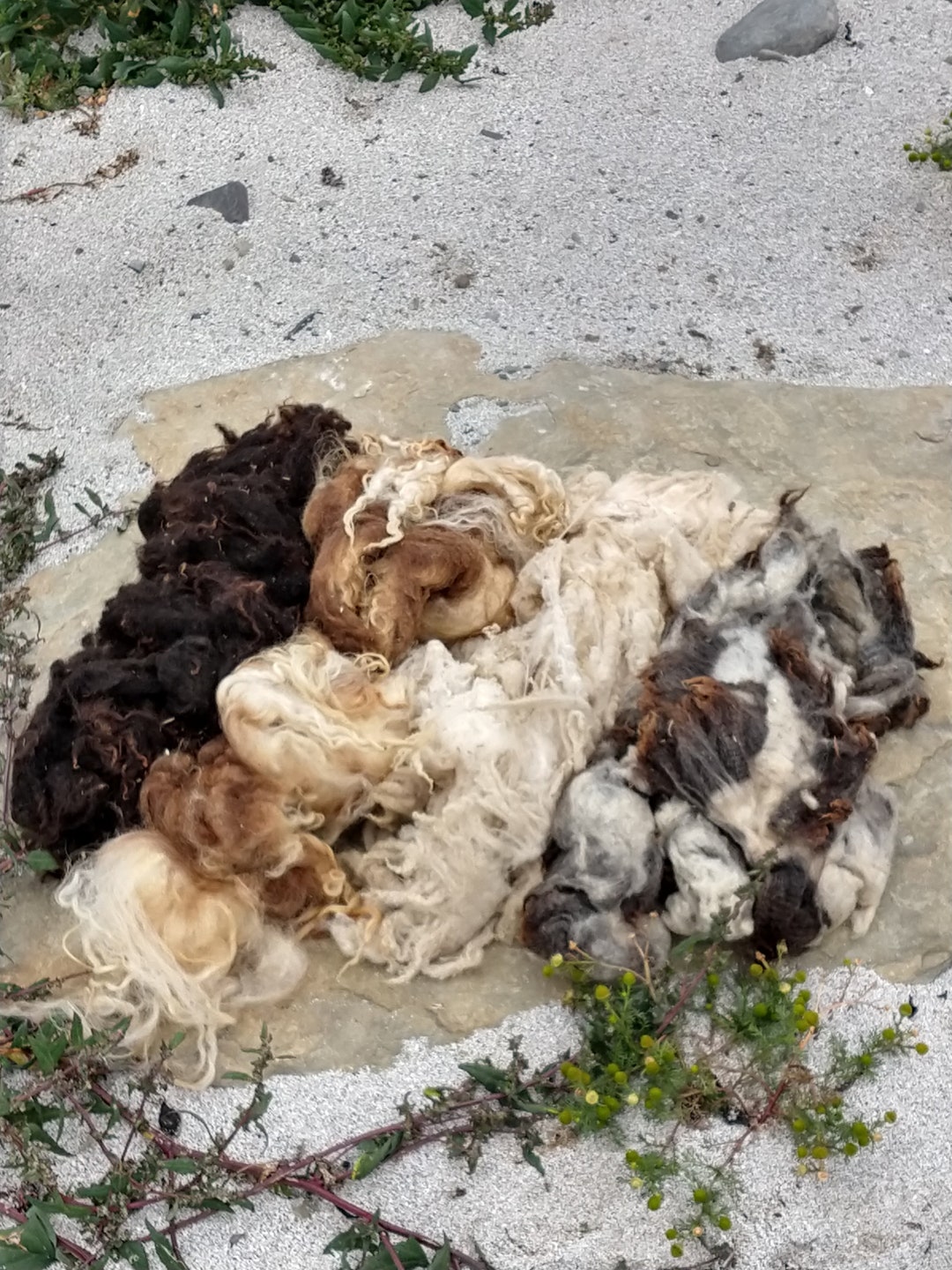 Shetland Sheep Sheep Fleece ~ Selection Box ~ 4 Colors White, Moorit ...