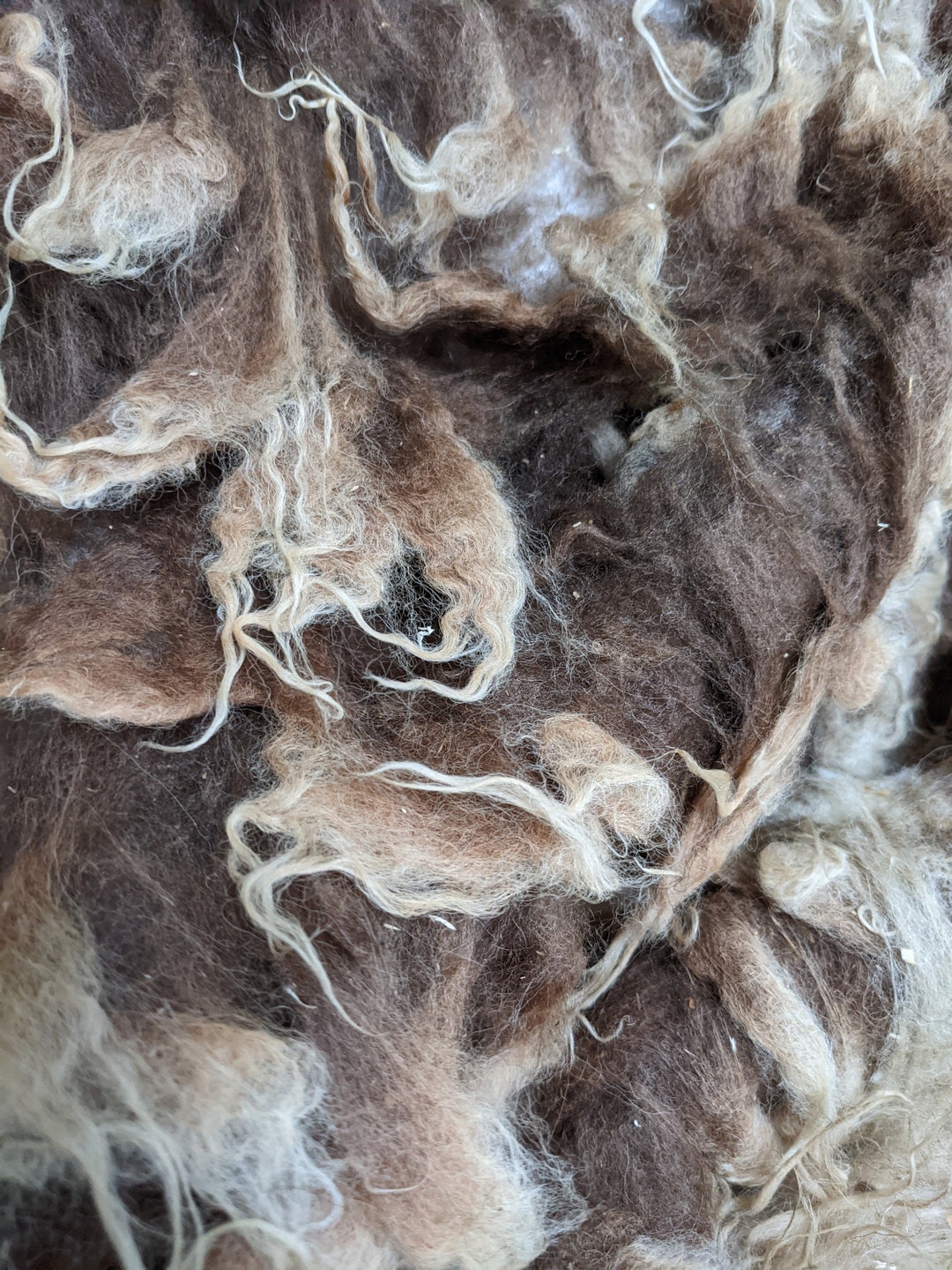 Moorit Brown Shetland Wool Raw - Whole Fleece ~ Scottish Island Farm ...