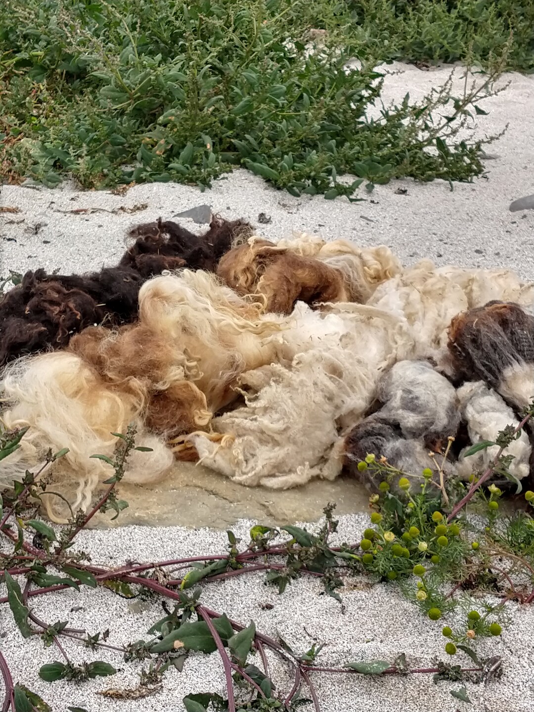 Shetland Lambs Sheep Fleece ~ Selection Box ~ 4 Colors White, Moorit ...