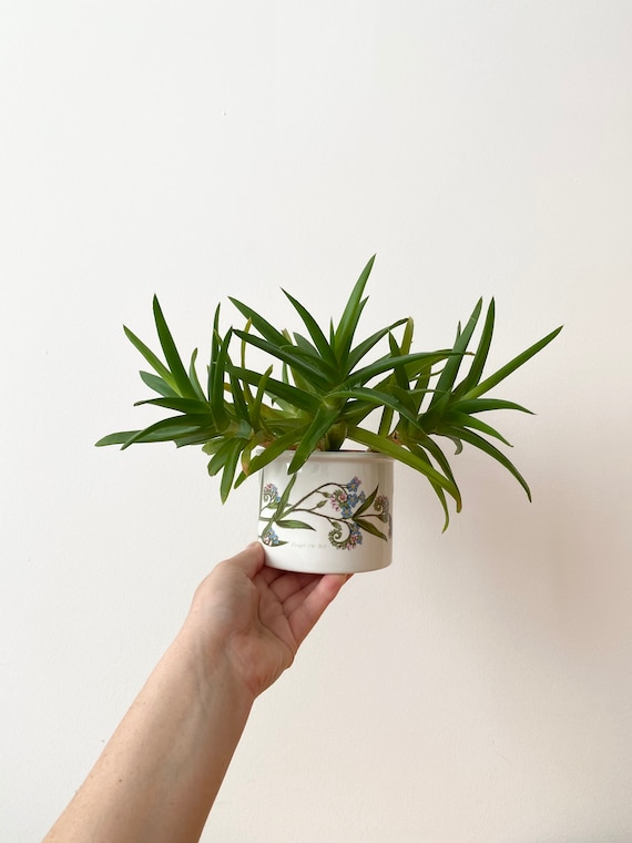 Portmeirion Plant Pot Planter Botanic Garden Plant Pot | Etsy