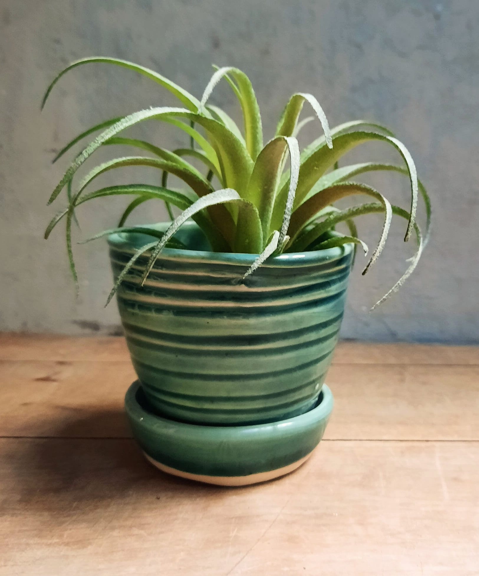 Small Planters | Handmade Pottery - Etsy