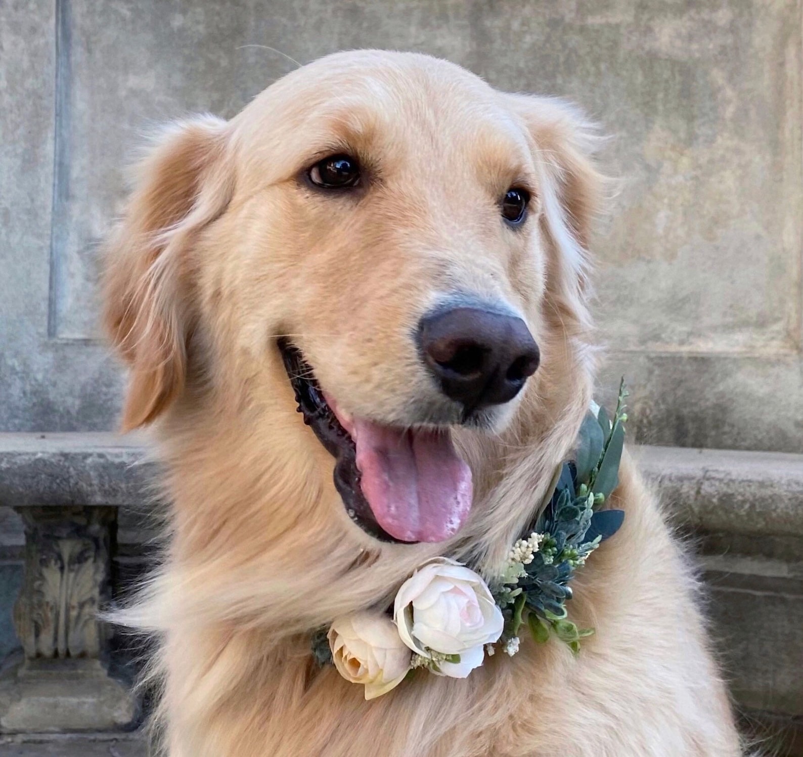 Greenery Dog Flower Collar Dog Flower Crown Greenery White - Etsy