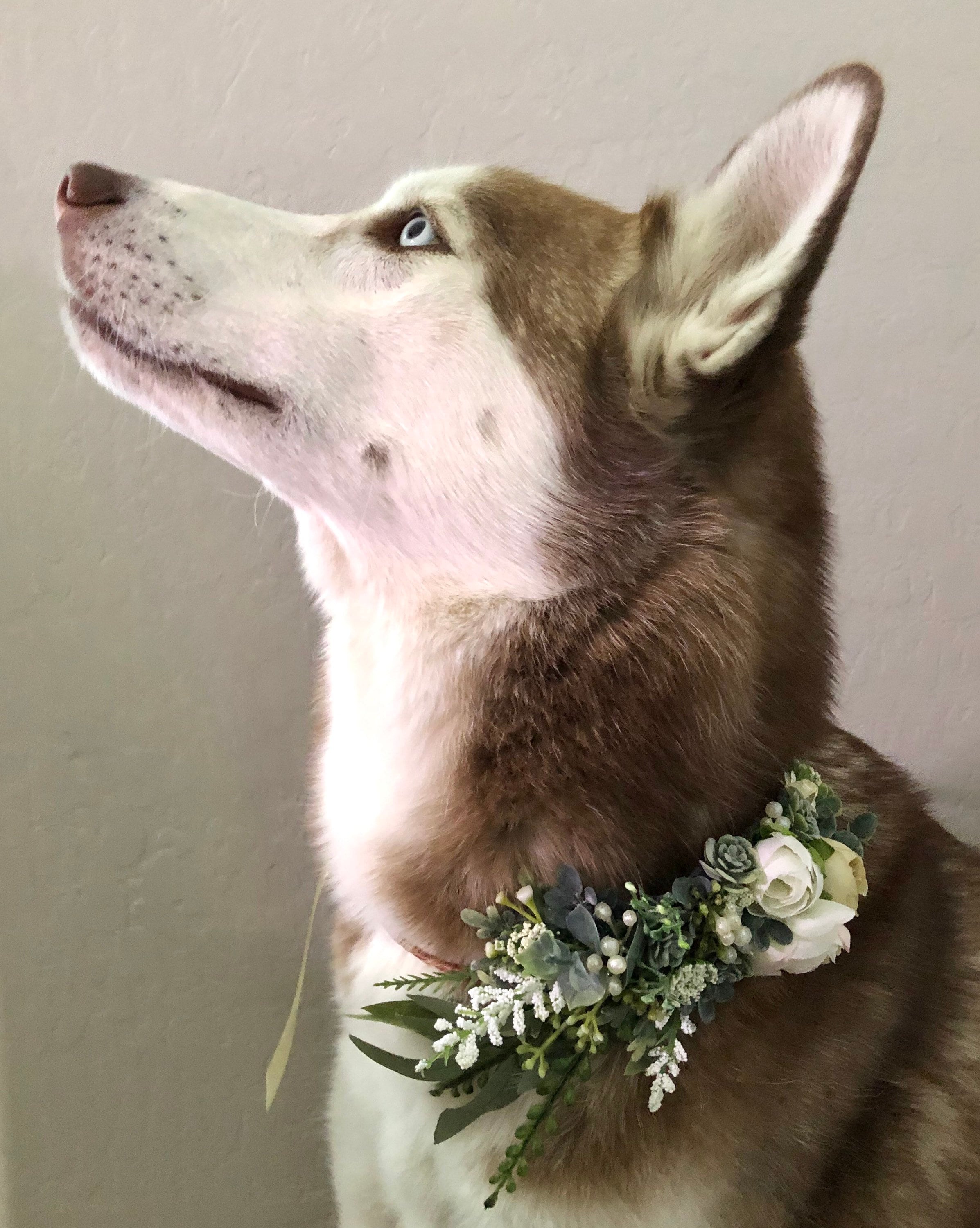 Greenery Dog flower collar dog flower crown greenery white | Etsy