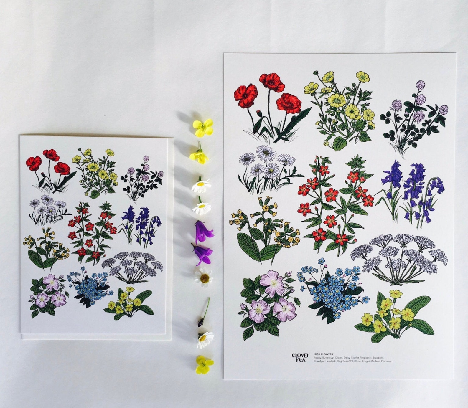 Irish Flowers Study - Print - Etsy