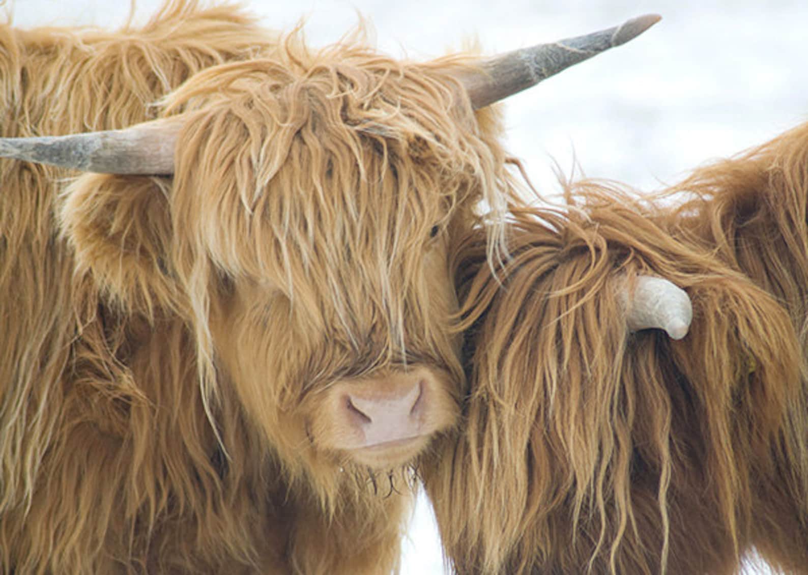 Cuddle Calves Highland Cattle Photographic Print Ideal Rustic Kitchen ...