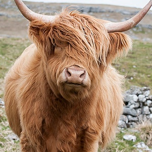 Highland Cow Print. Windswept Highland Cow on Hillside Photographic ...