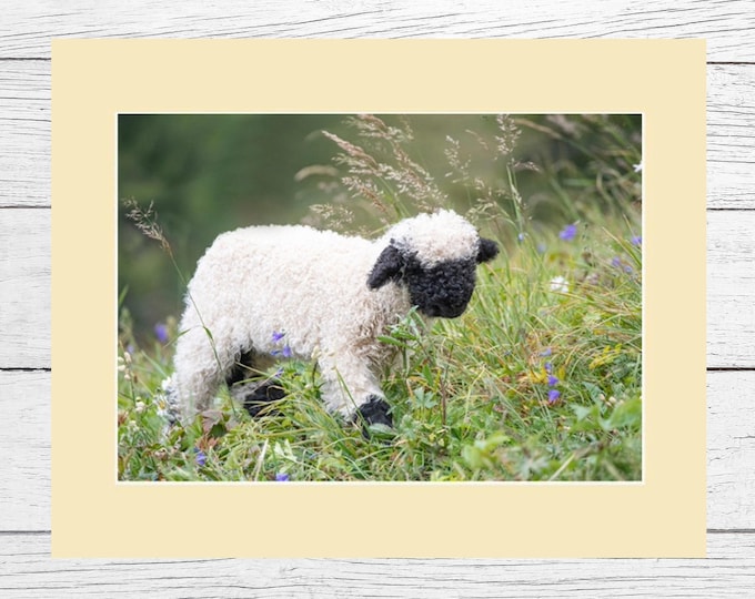 Valais Blacknose Sheep Painting - Valais Blacknose Sheep Art Print ...