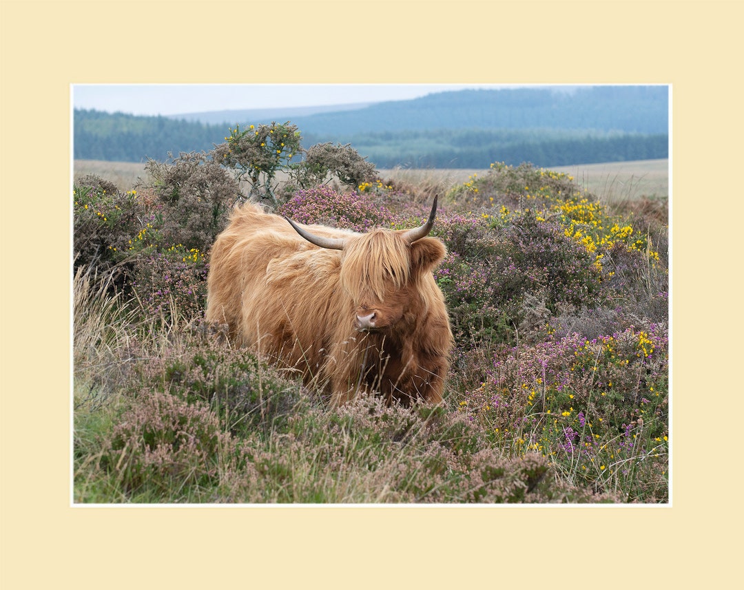 Highland Cow Photograph: Heather and Gorse, Rustic Farmhouse Print - Etsy