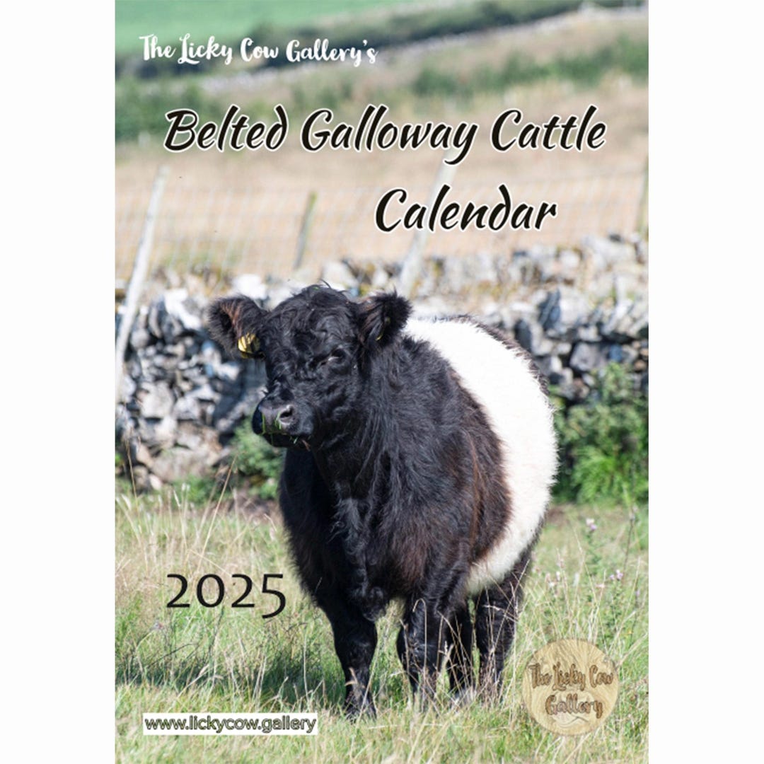 Belted Galloway Cattle Calendar 2025 12 Page Spiral Bound A4 Wall ...