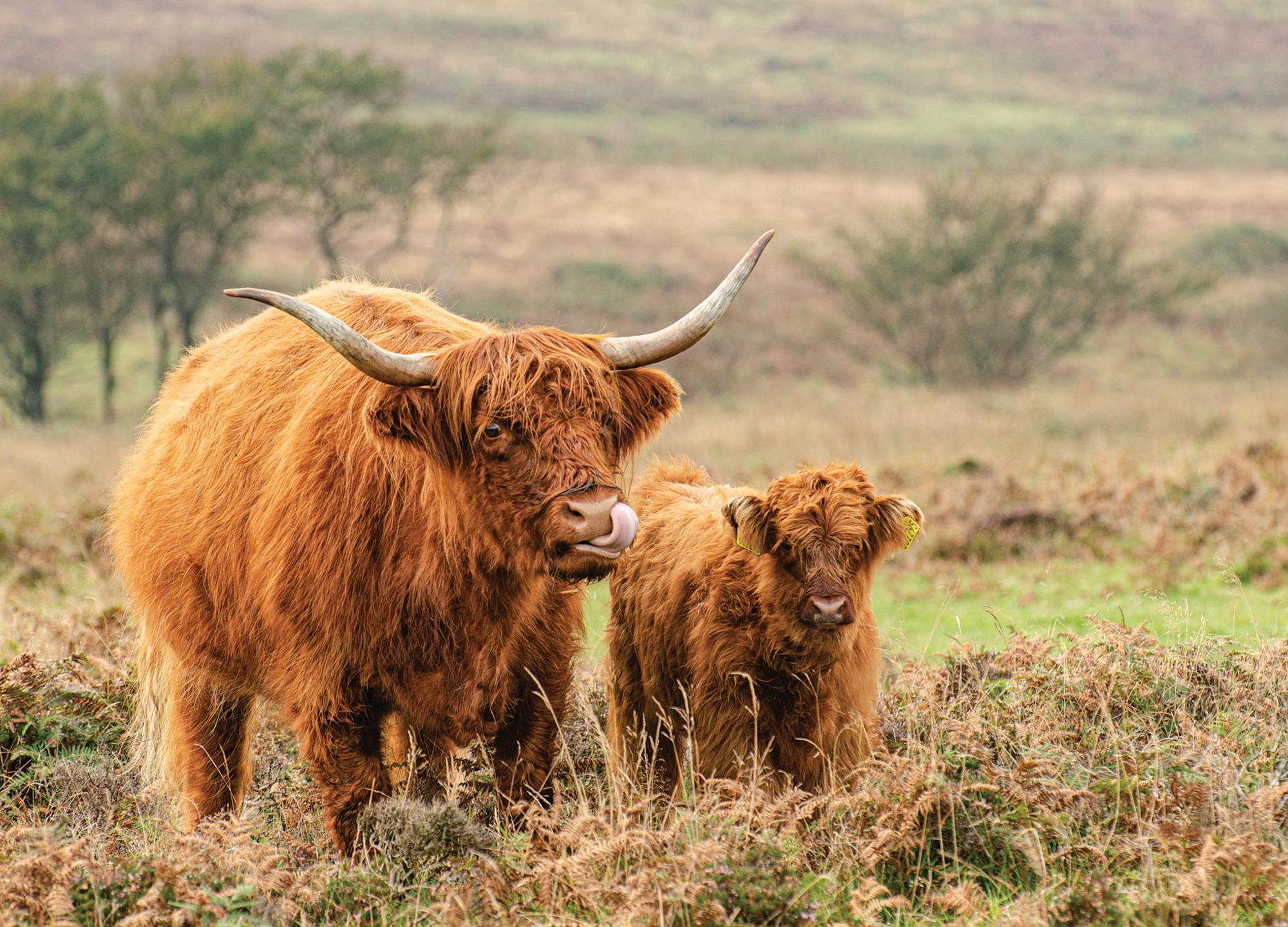 Highland Cow Decor 2026 Highland Cow Wall Calendar Cow Calendar Gestation
