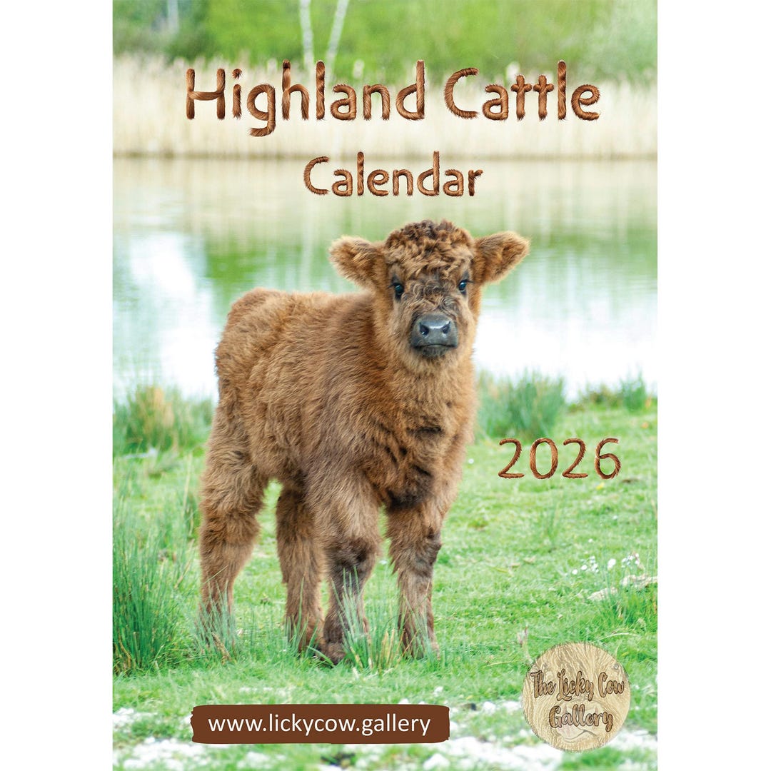 Highland Cattle Calendar 2026 12 Page A4 Wall Calendar Spiral Bound ...