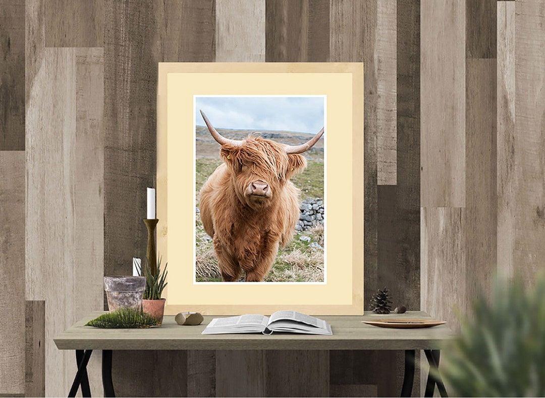 Highland Cow Print, Windswept Scottish Calf Photo, Rustic Decor - Etsy