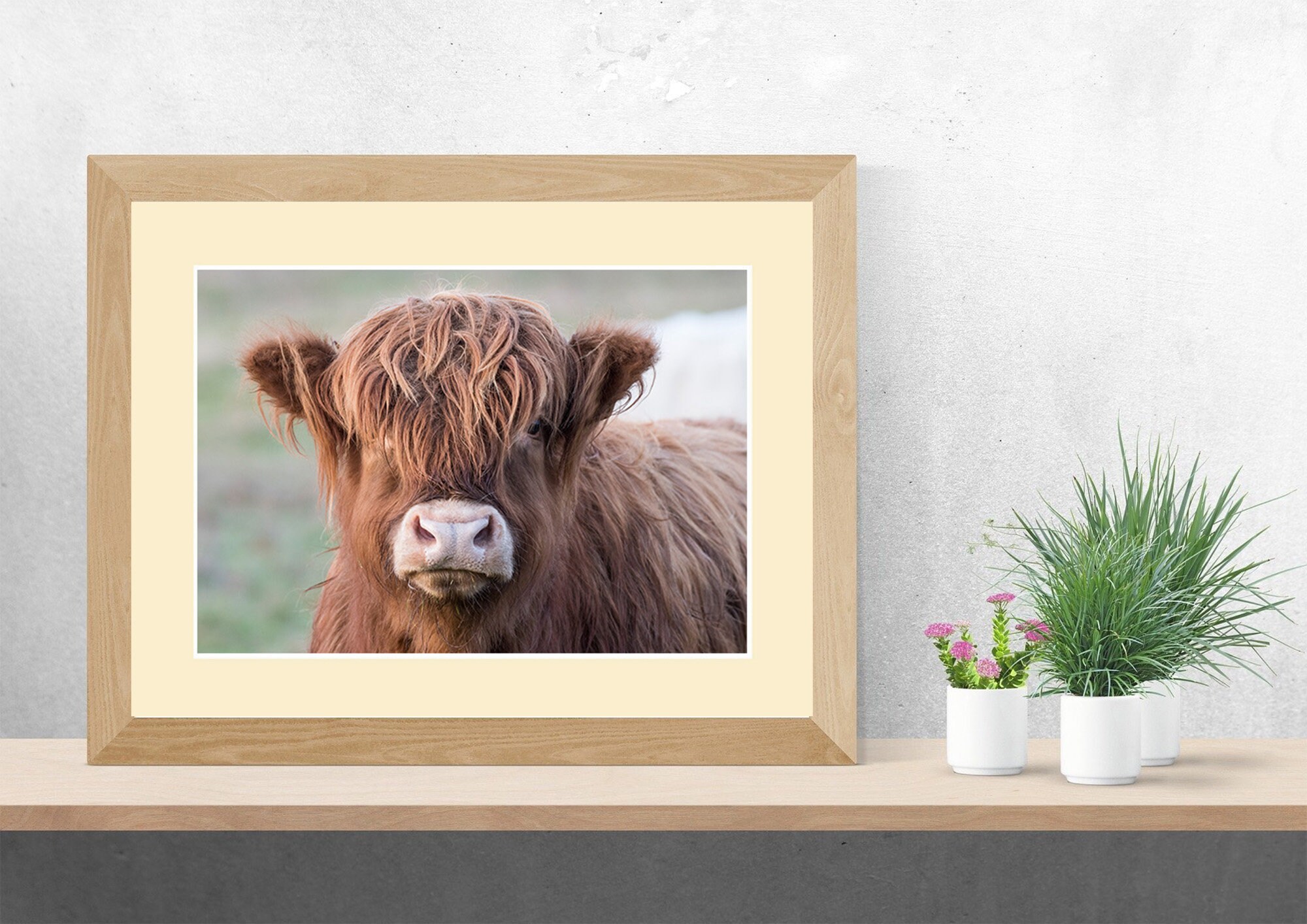 Red Calf. Cute Highland Cattle Photographic Print. Ideal Farmhouse ...
